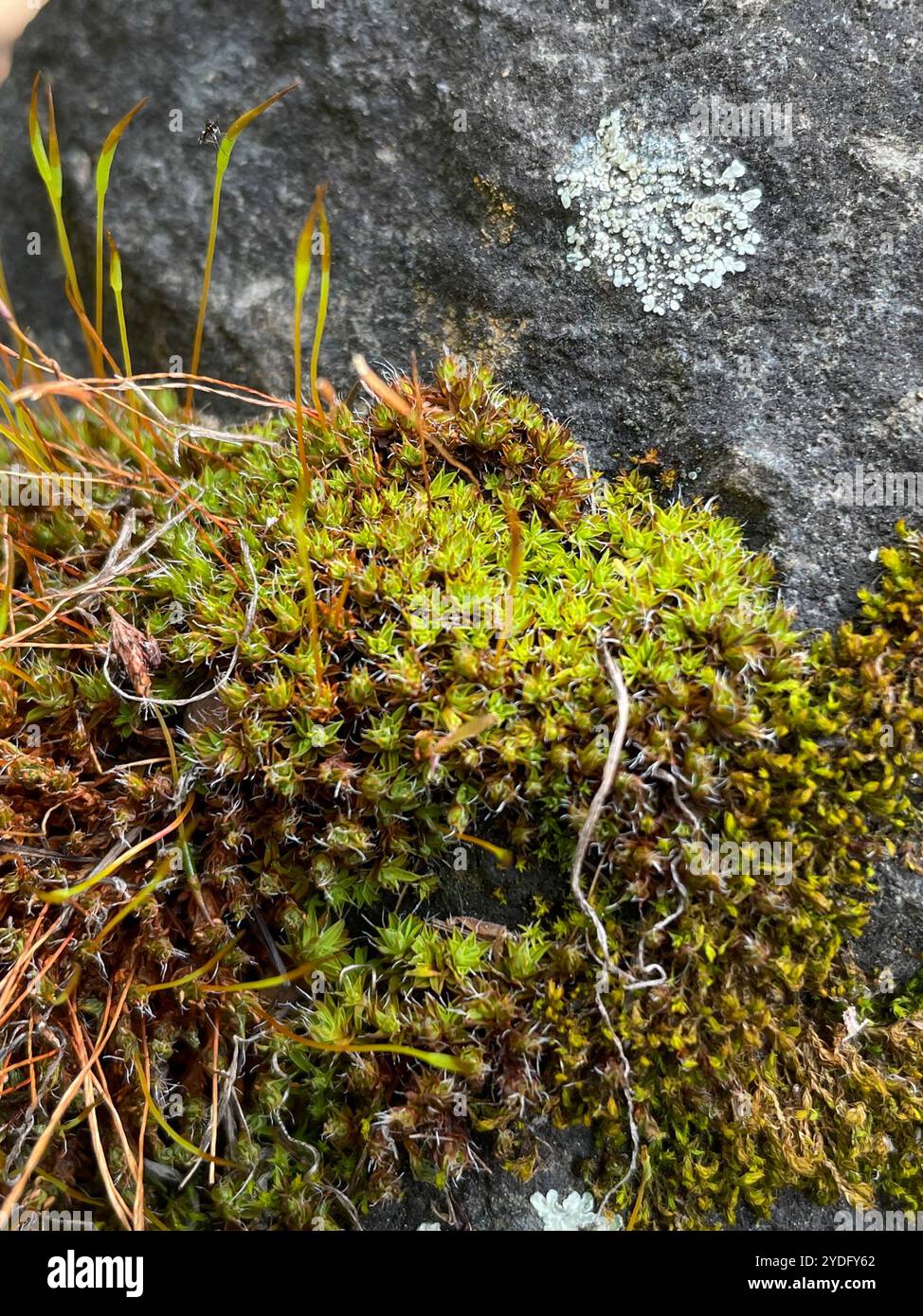 Wall Screw-moss (Tortula muralis Stock Photo - Alamy