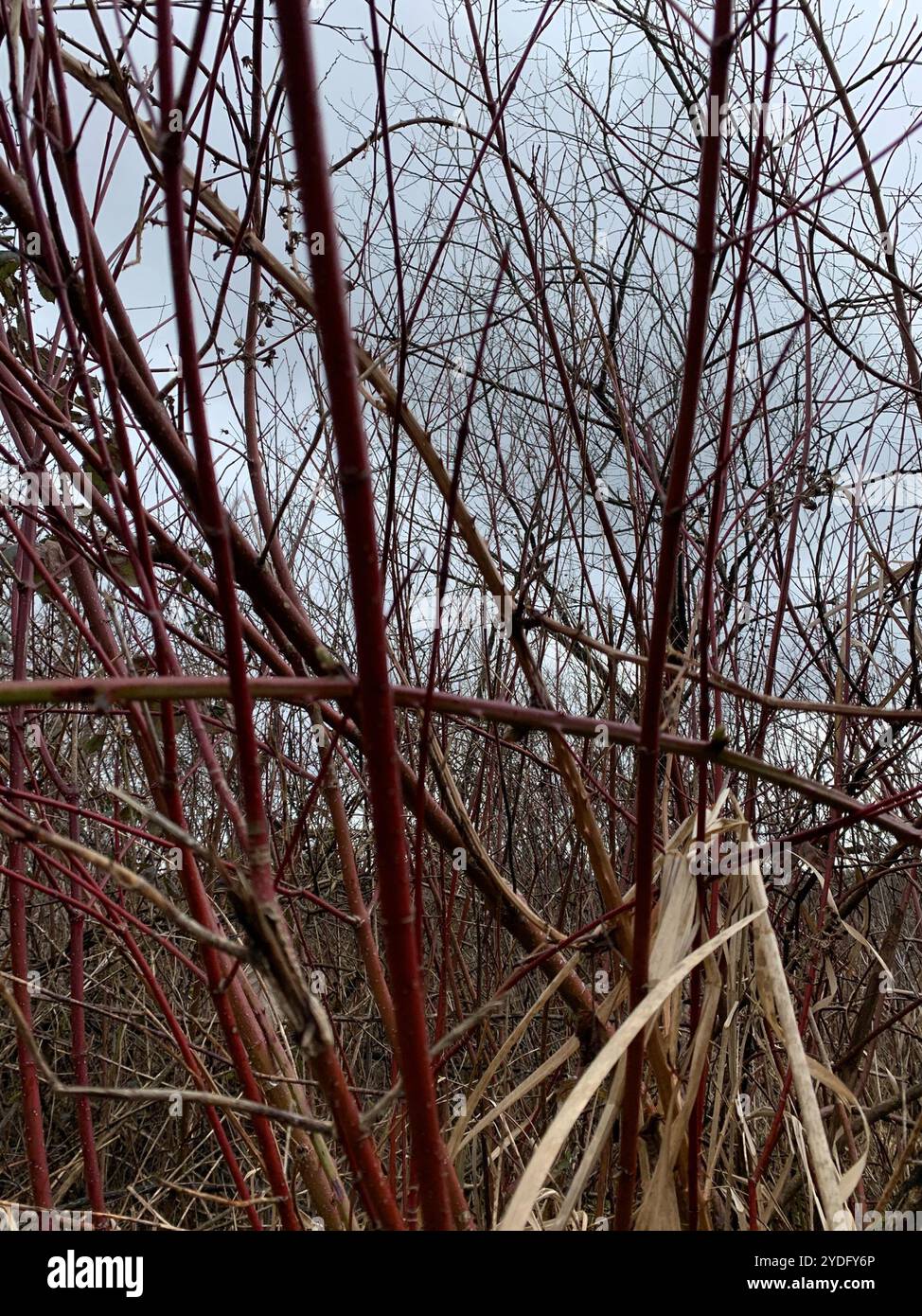 red osier dogwood (Cornus sericea Stock Photo - Alamy