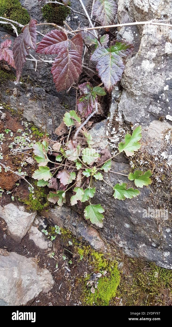 crevice alumroot (Heuchera micrantha Stock Photo - Alamy