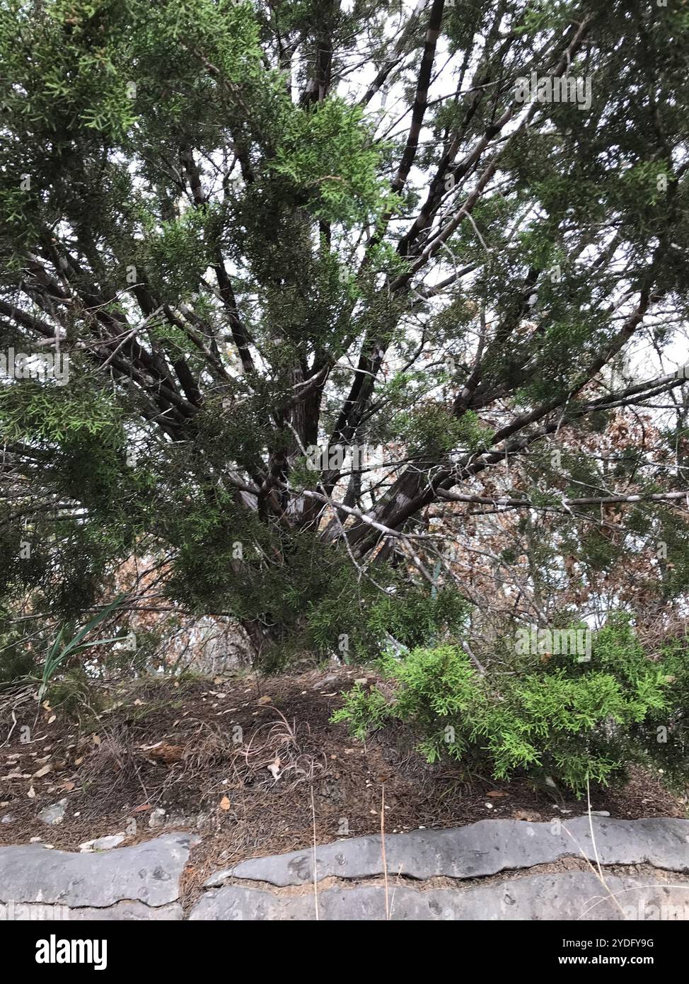 Ashe juniper (Juniperus ashei Stock Photo - Alamy
