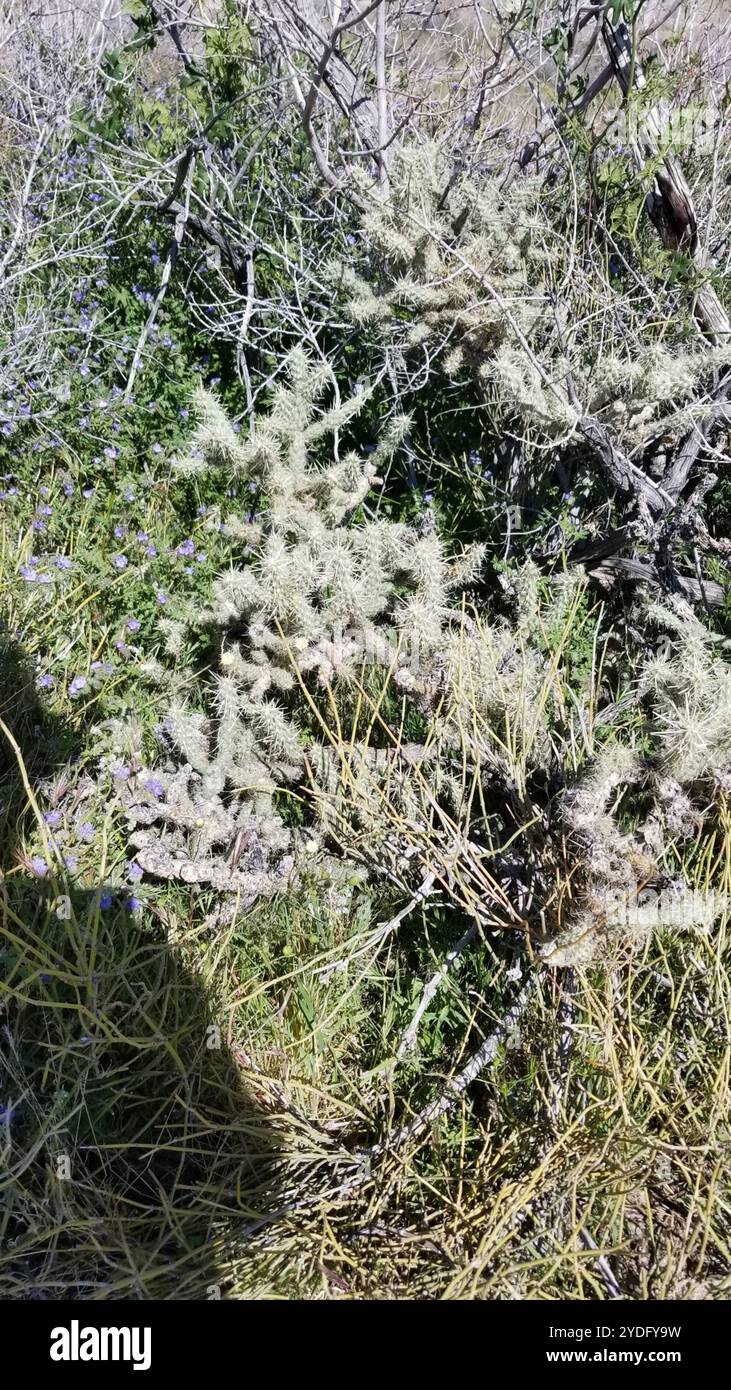 Silver Cholla (Cylindropuntia echinocarpa Stock Photo - Alamy
