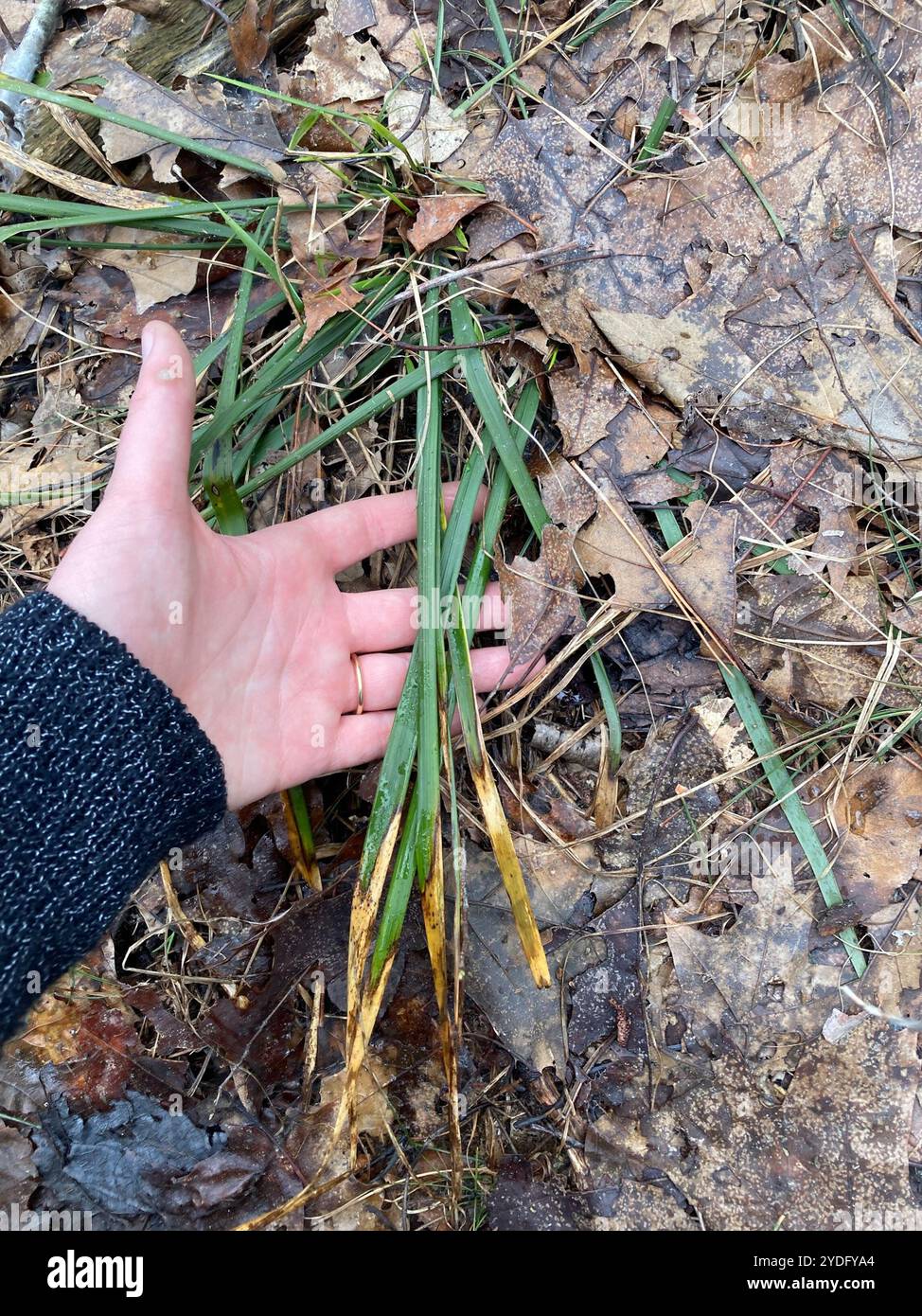 White-grained Mountain-ricegrass (Oryzopsis asperifolia Stock Photo - Alamy