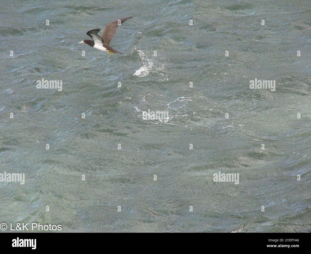 Brown Booby (Sula leucogaster Stock Photo - Alamy