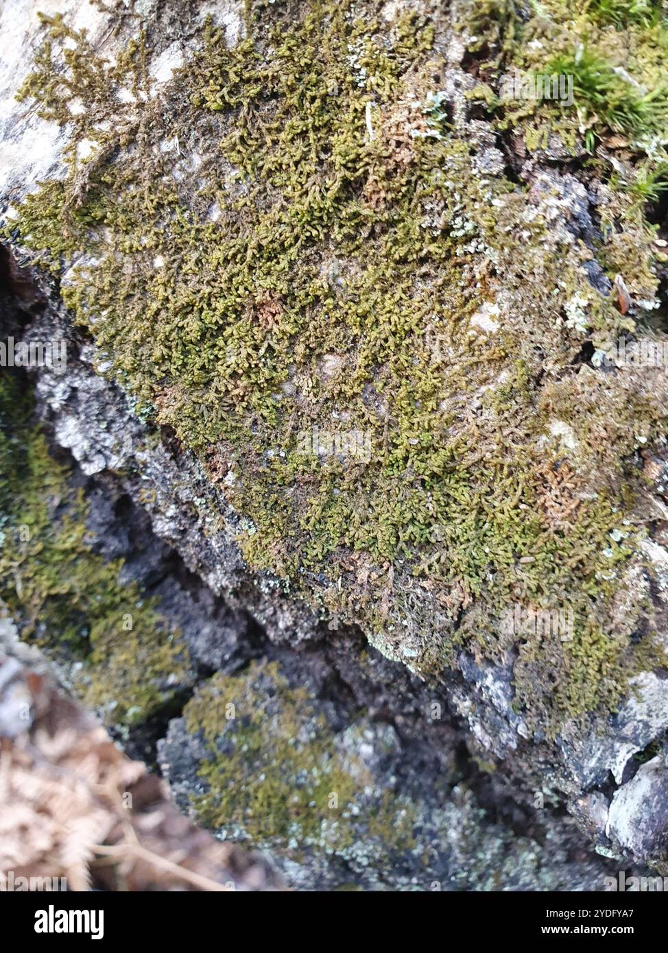Tree Fringewort (Ptilidium pulcherrimum Stock Photo - Alamy