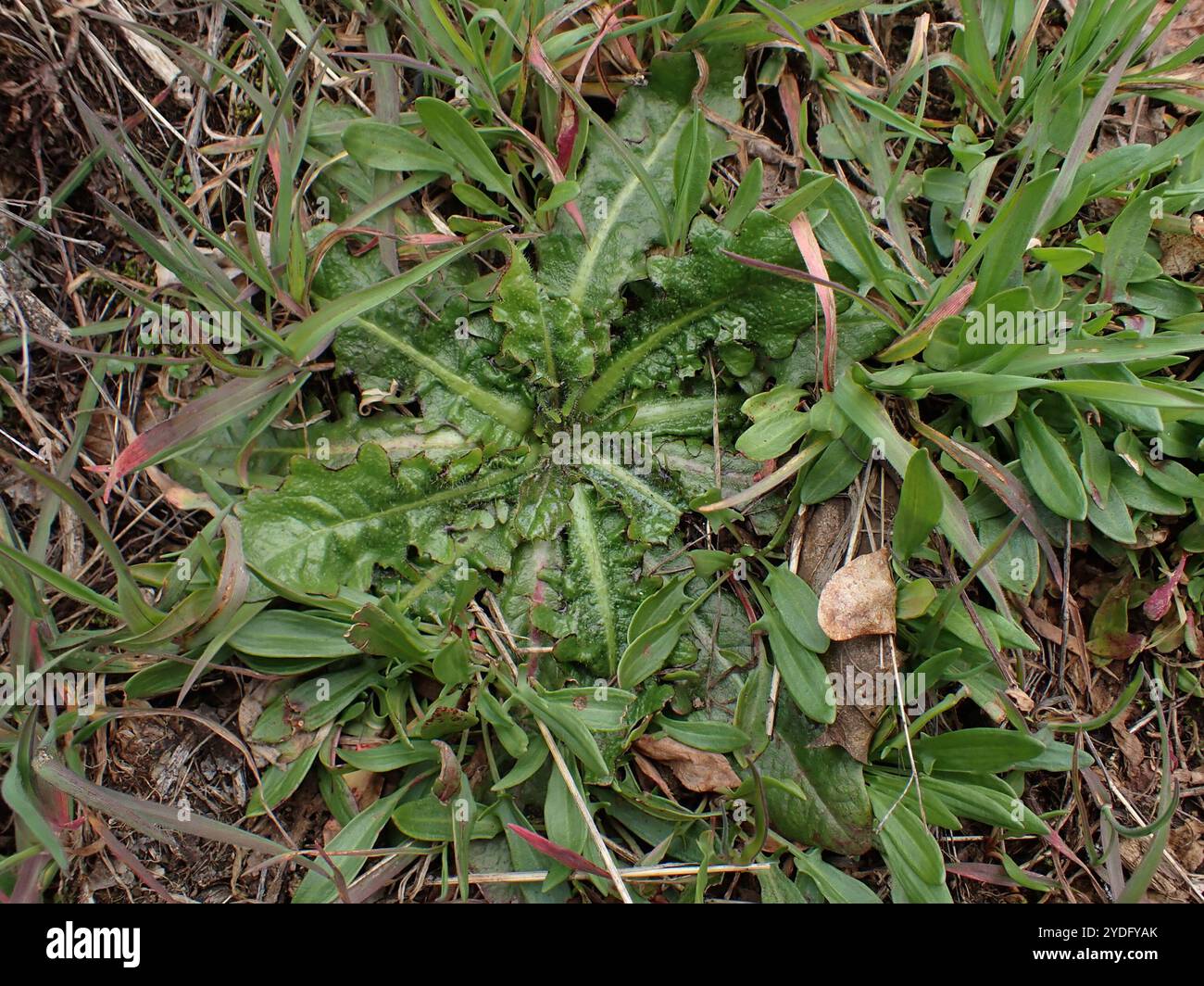 Common Cat's-ear (Hypochaeris radicata Stock Photo - Alamy