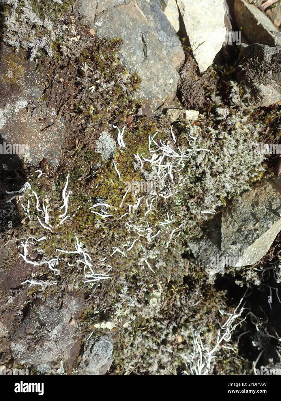 Whiteworm Lichen (Thamnolia vermicularis Stock Photo - Alamy