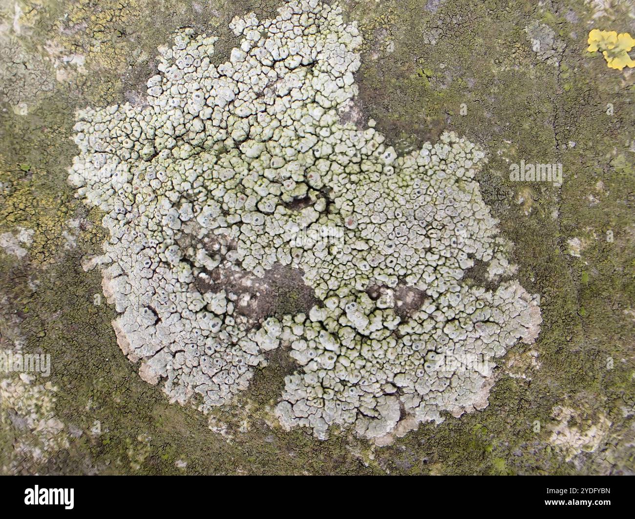 Chiseled Sunken Disk Lichen (Circinaria contorta Stock Photo - Alamy