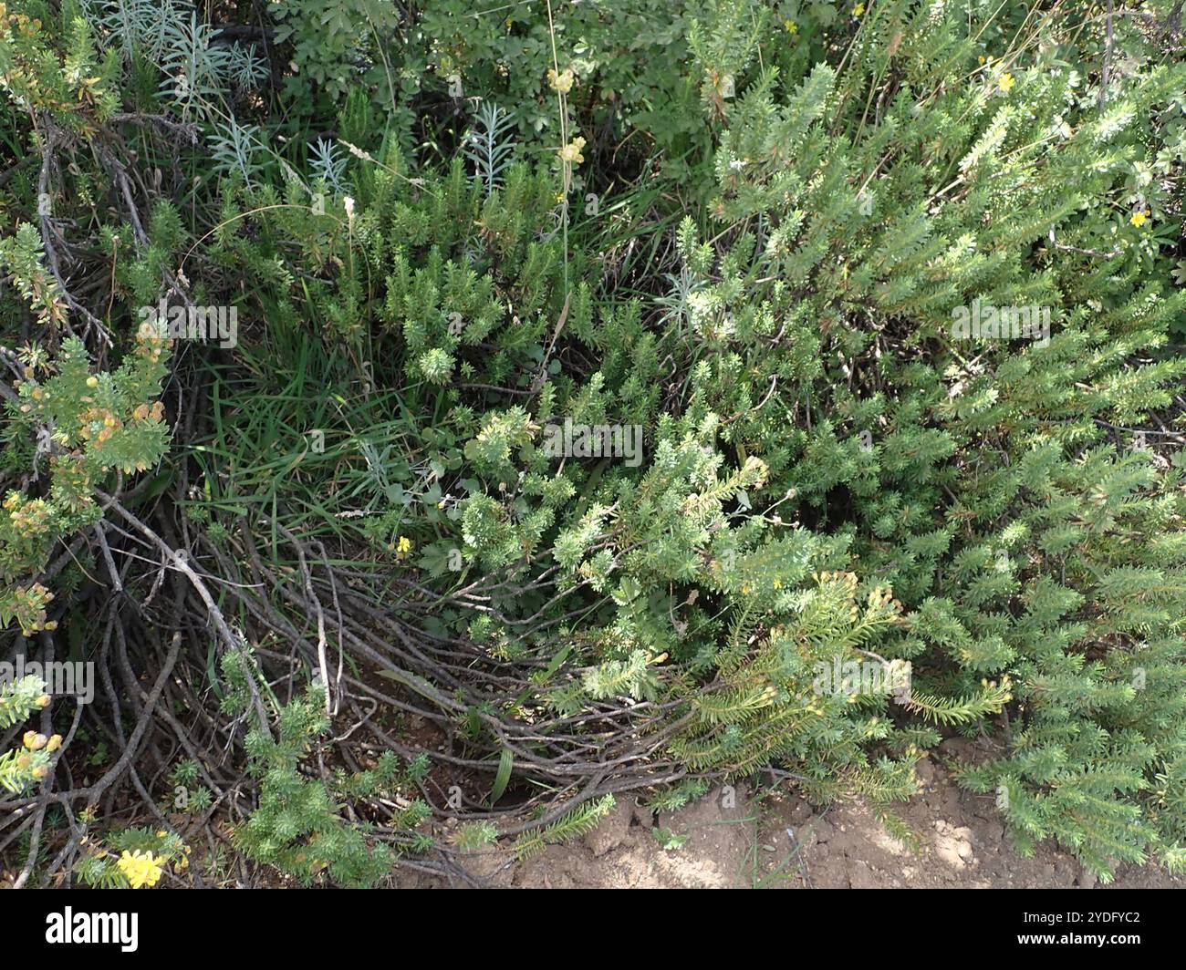 Mt Currie True-Eye (Euryops tysonii Stock Photo - Alamy