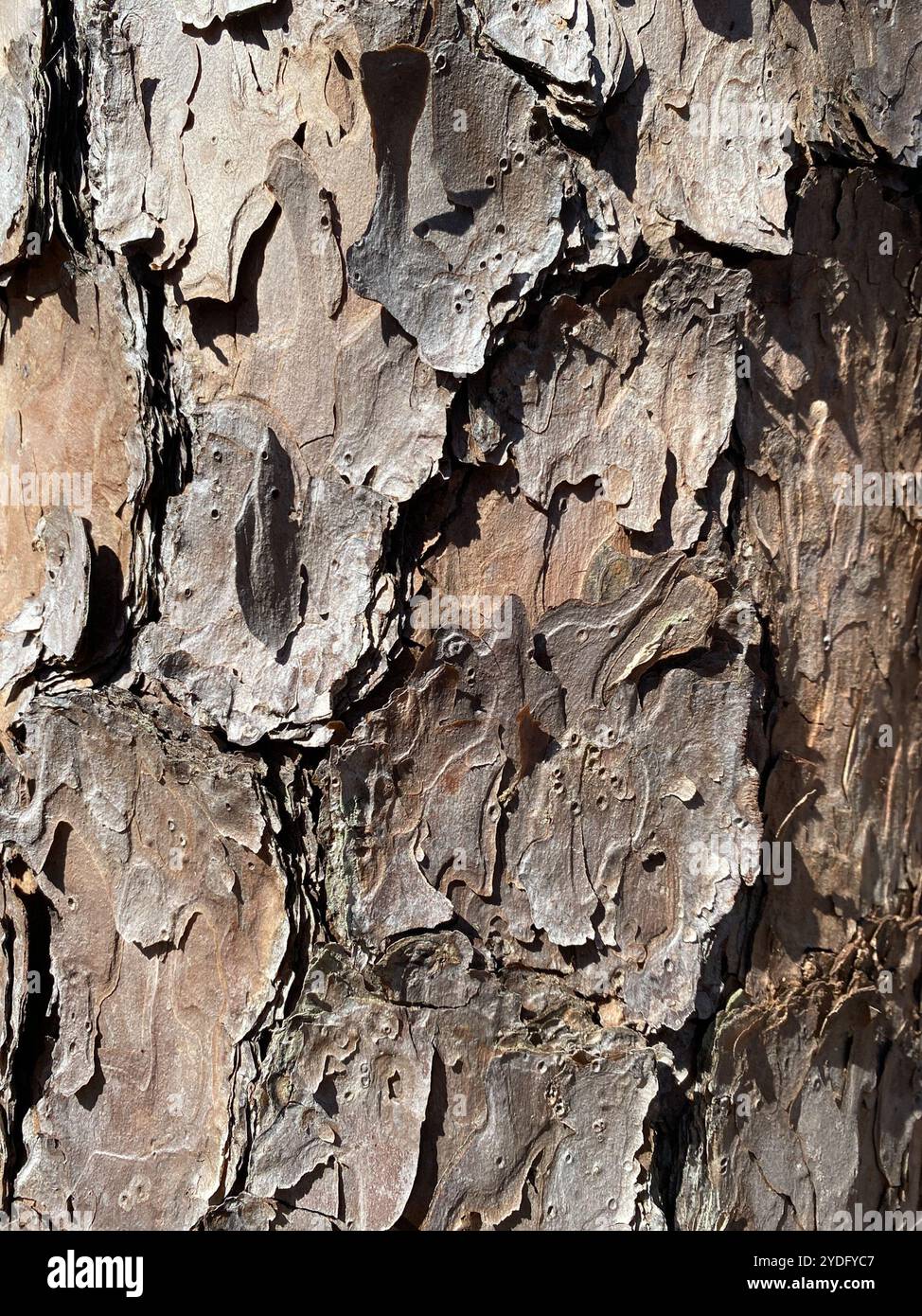 shortleaf pine (Pinus echinata Stock Photo - Alamy