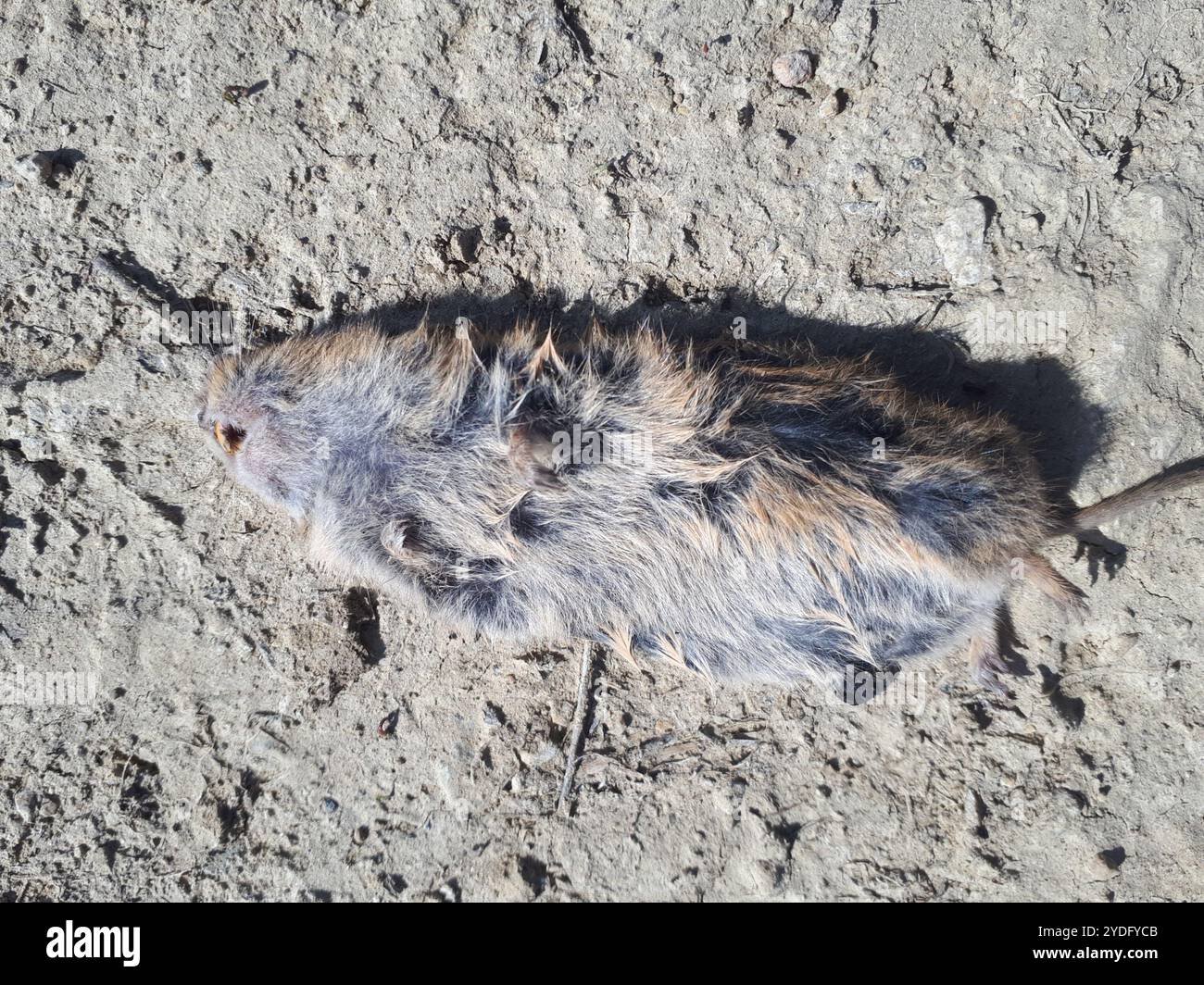 Common Vole (Microtus arvalis Stock Photo - Alamy