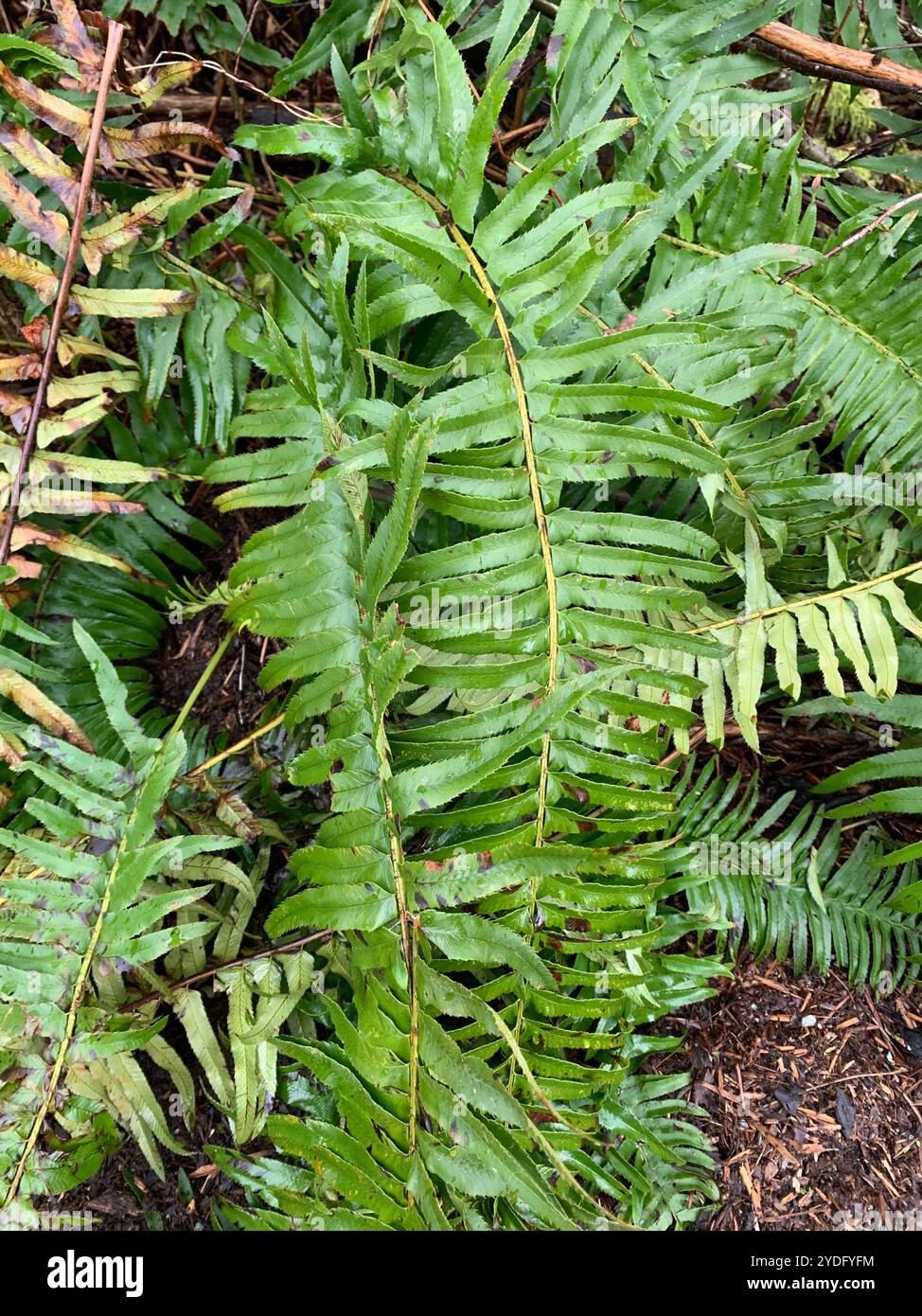 western sword fern (Polystichum munitum Stock Photo - Alamy