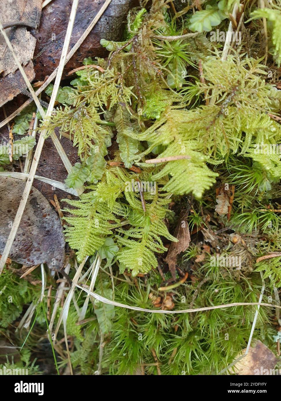 Ostrich-plume Moss (Ptilium crista-castrensis Stock Photo - Alamy