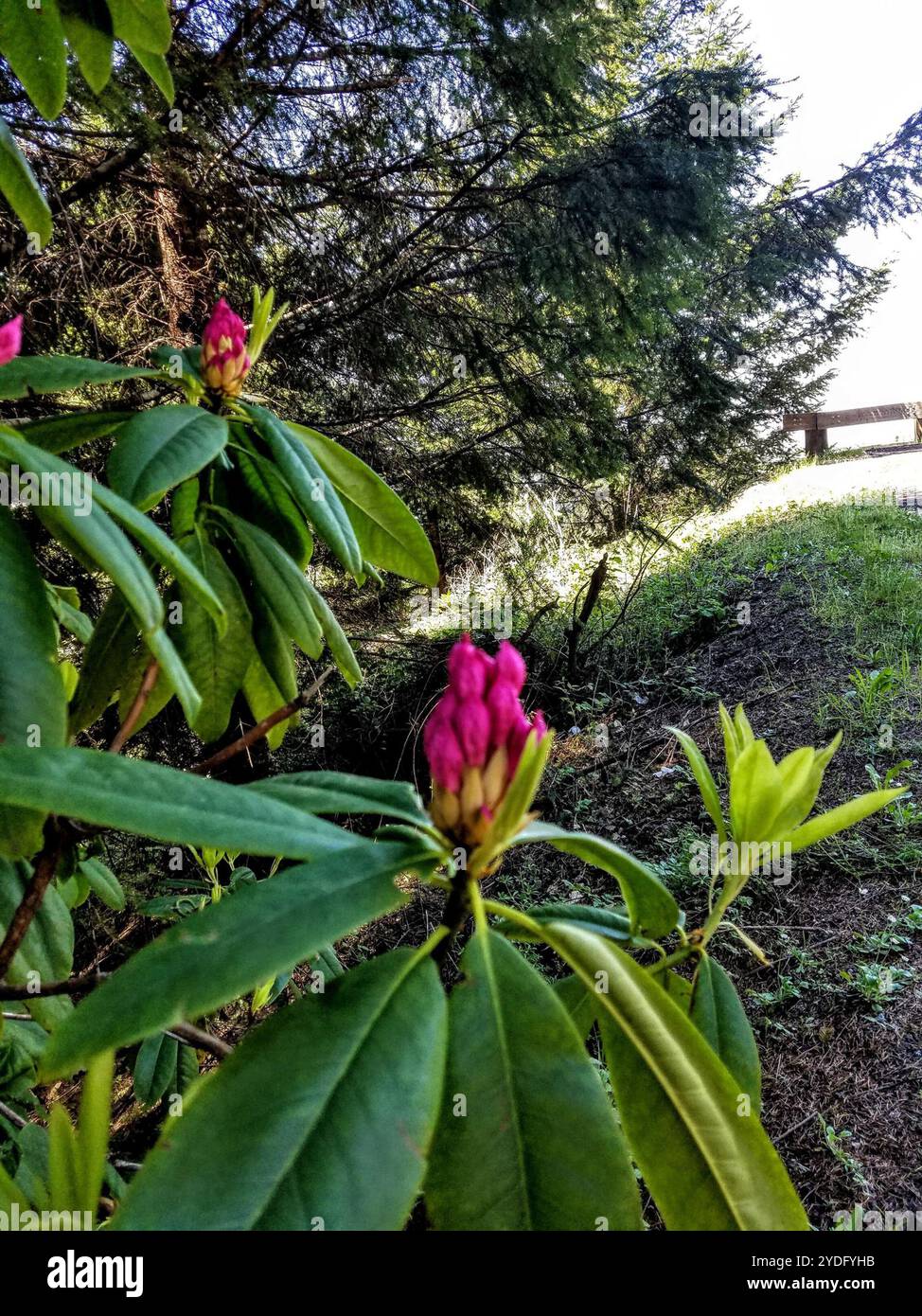 Pacific rhododendron (Rhododendron macrophyllum Stock Photo - Alamy