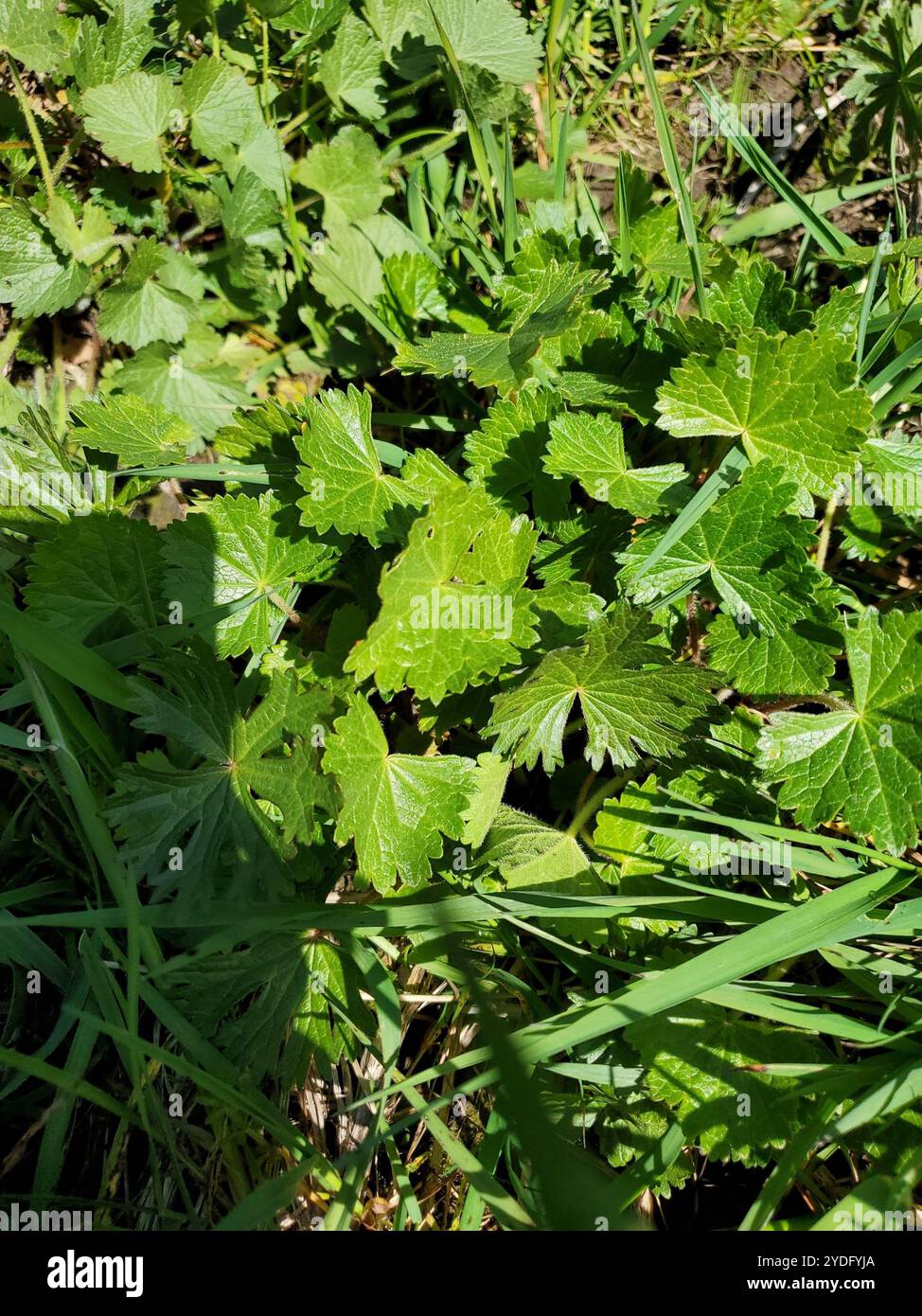 Meadow checker mallow hi-res stock photography and images - Alamy