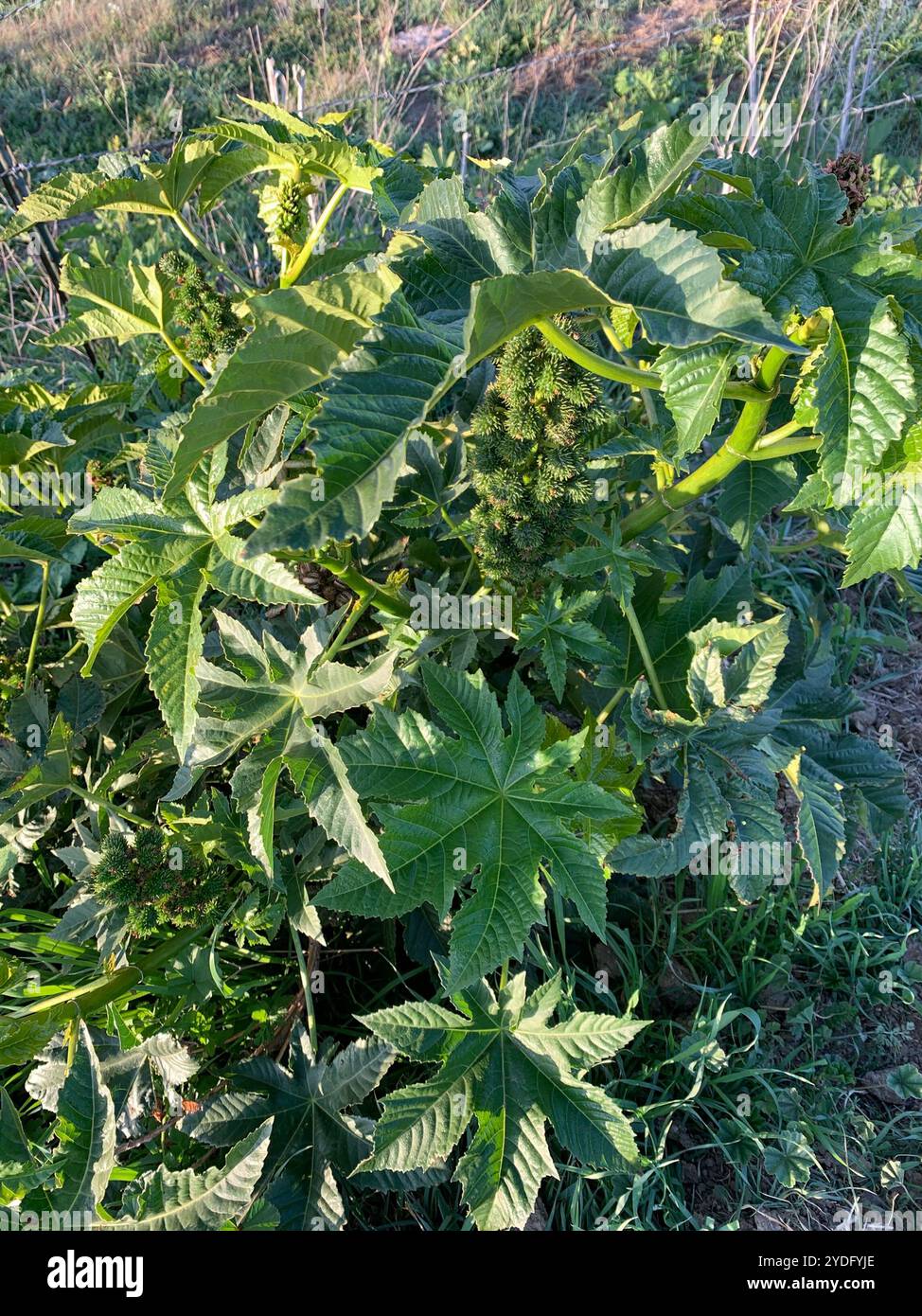 castor bean (Ricinus communis Stock Photo - Alamy