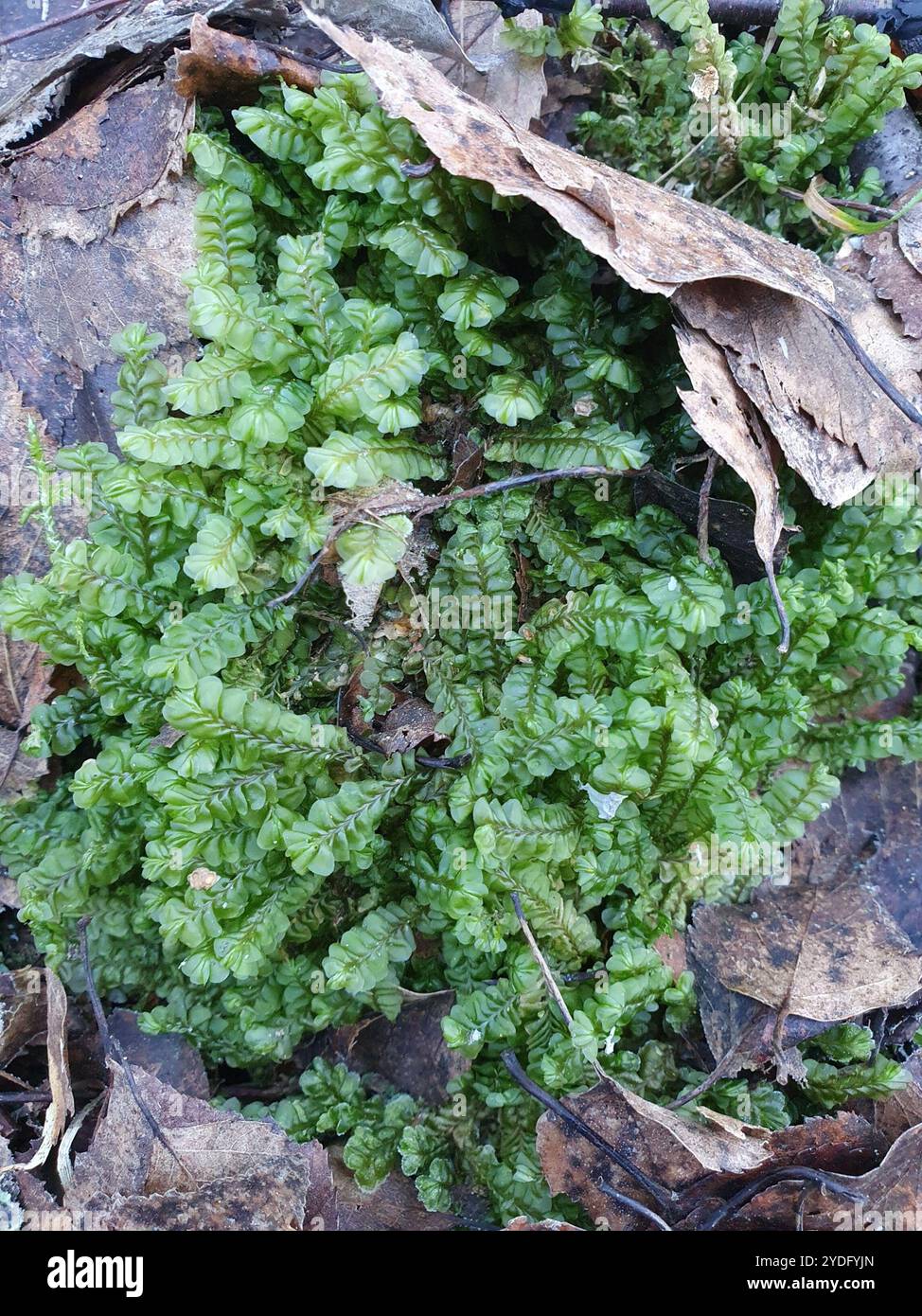 Greater Featherwort (Plagiochila asplenioides Stock Photo - Alamy