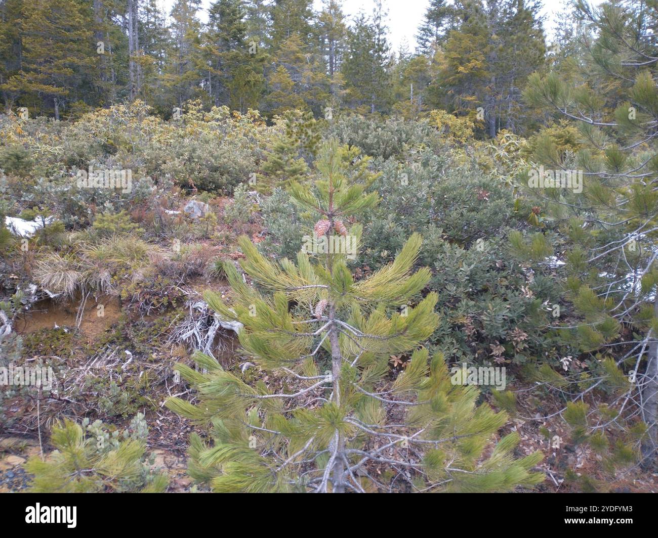 knobcone pine (Pinus attenuata Stock Photo - Alamy