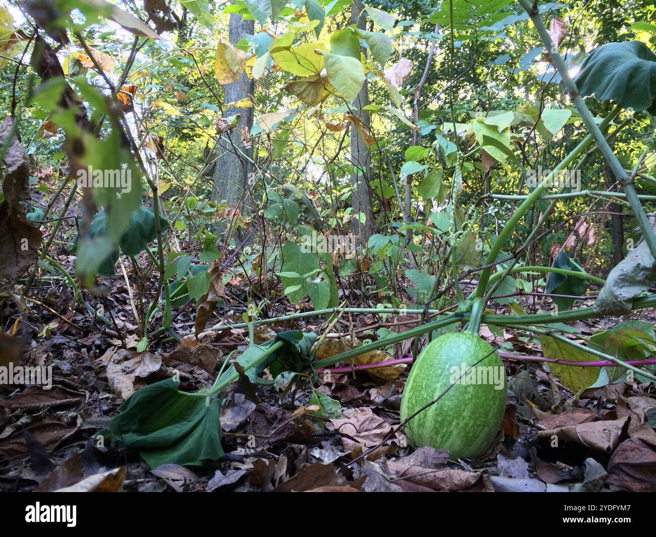 American pumpkin (Cucurbita pepo Stock Photo - Alamy