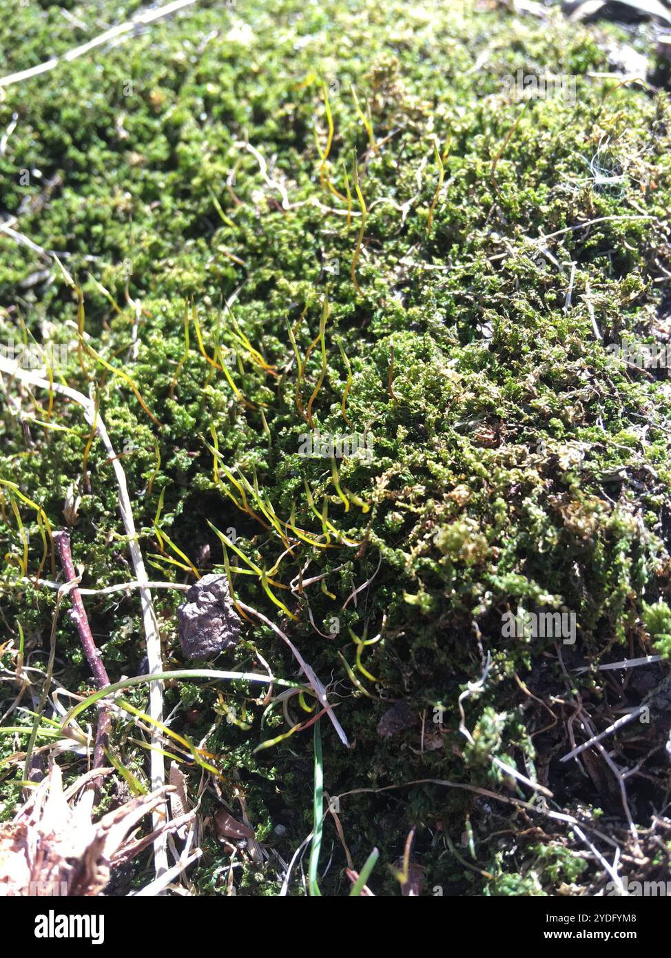 Woodsy Thyme-moss (Plagiomnium cuspidatum Stock Photo - Alamy