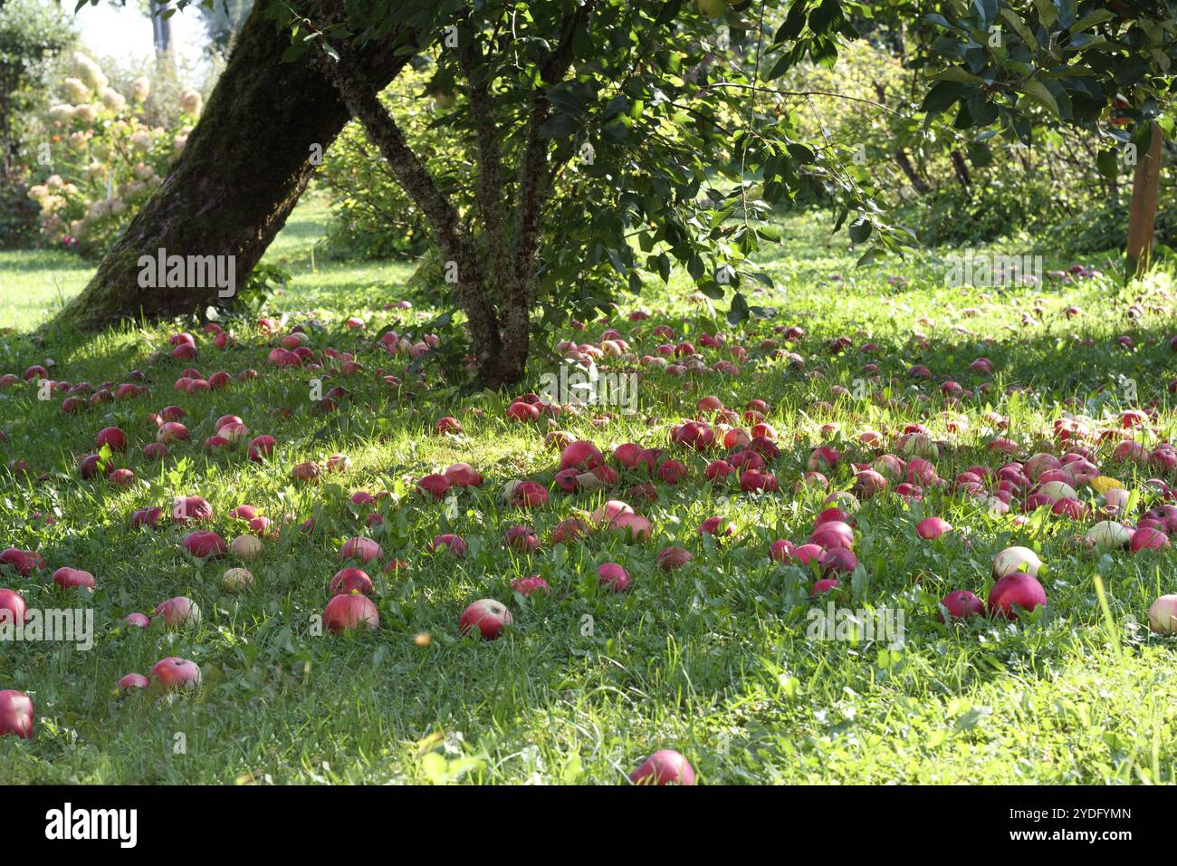 Fallen apple tree flowers hi-res stock photography and images - Alamy