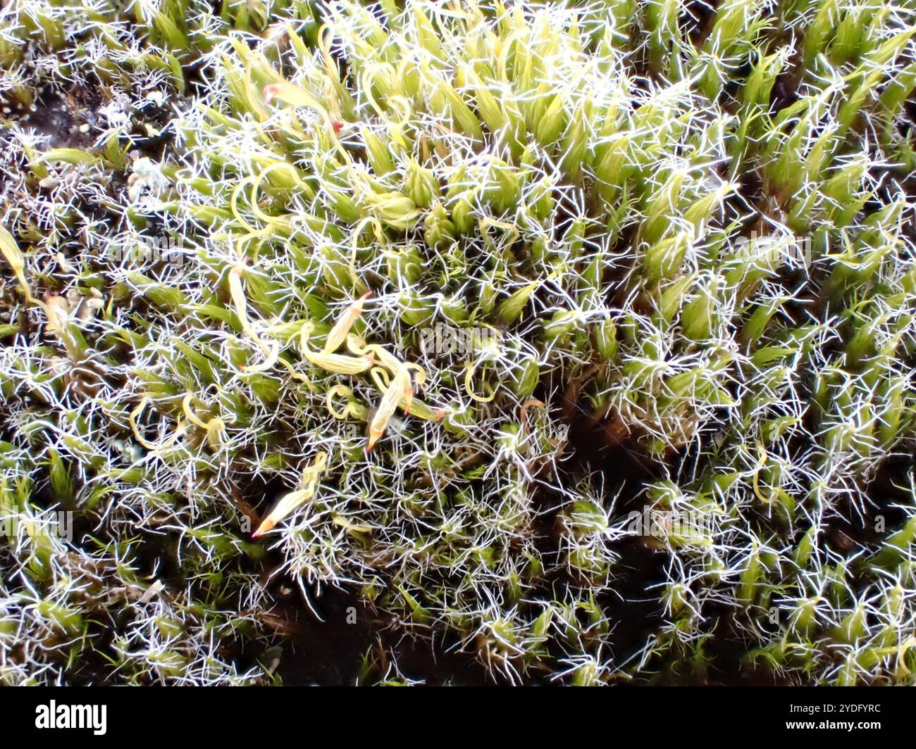 Heath Star-moss (Campylopus introflexus Stock Photo - Alamy