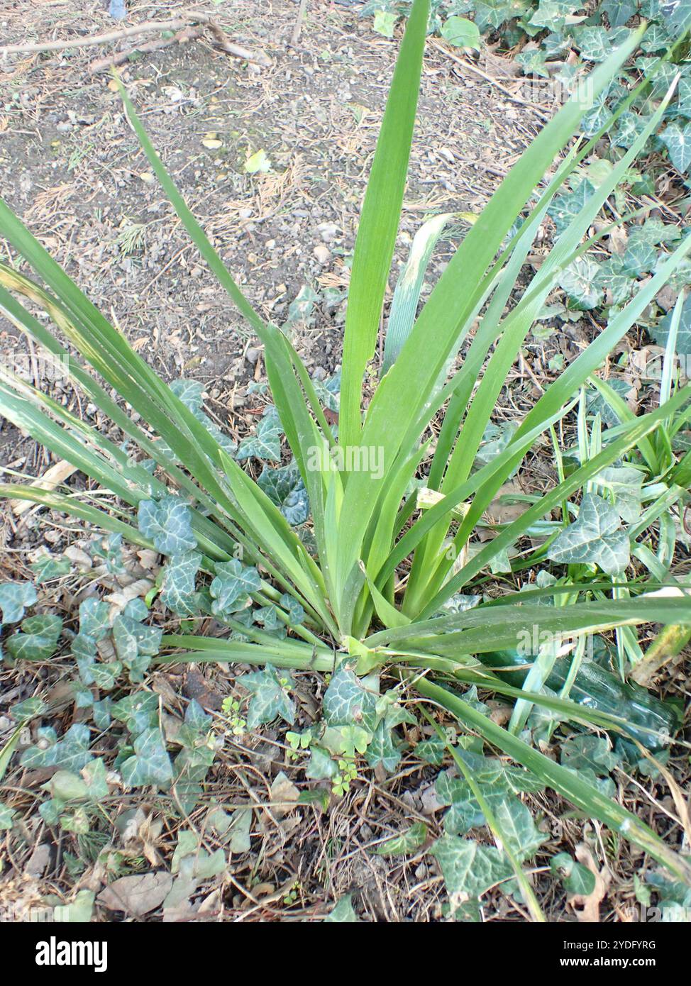 Stinking iris (Iris foetidissima Stock Photo - Alamy