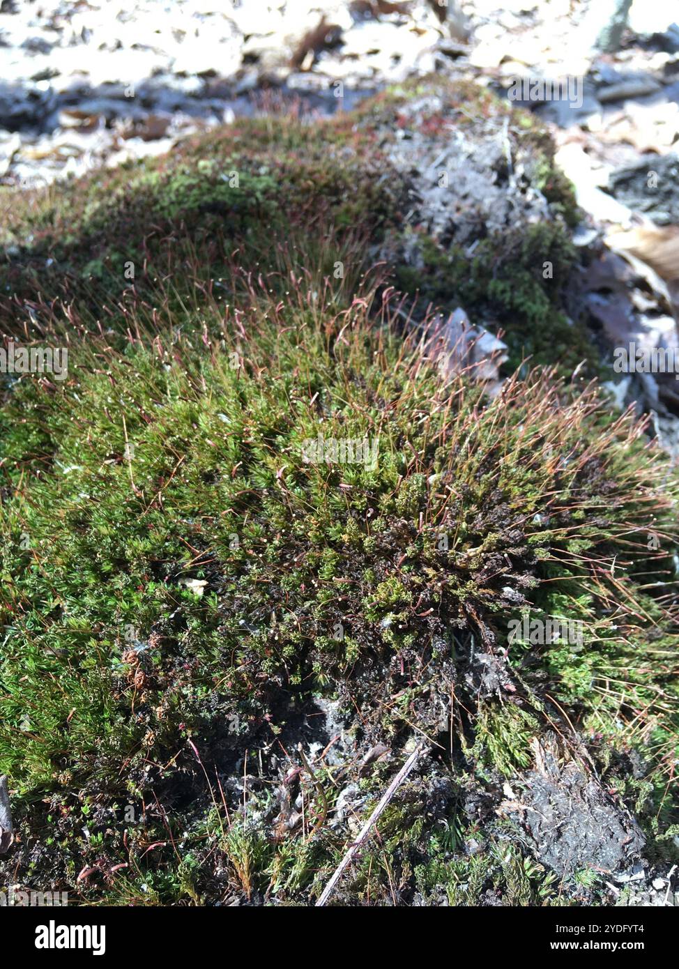 lesser smoothcap (Atrichum angustatum Stock Photo - Alamy