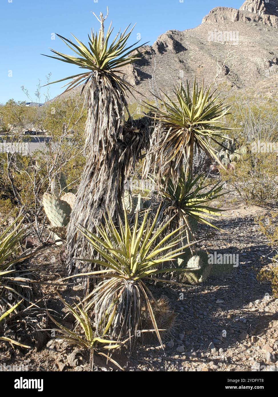 Spanish dagger (Yucca treculiana Stock Photo - Alamy