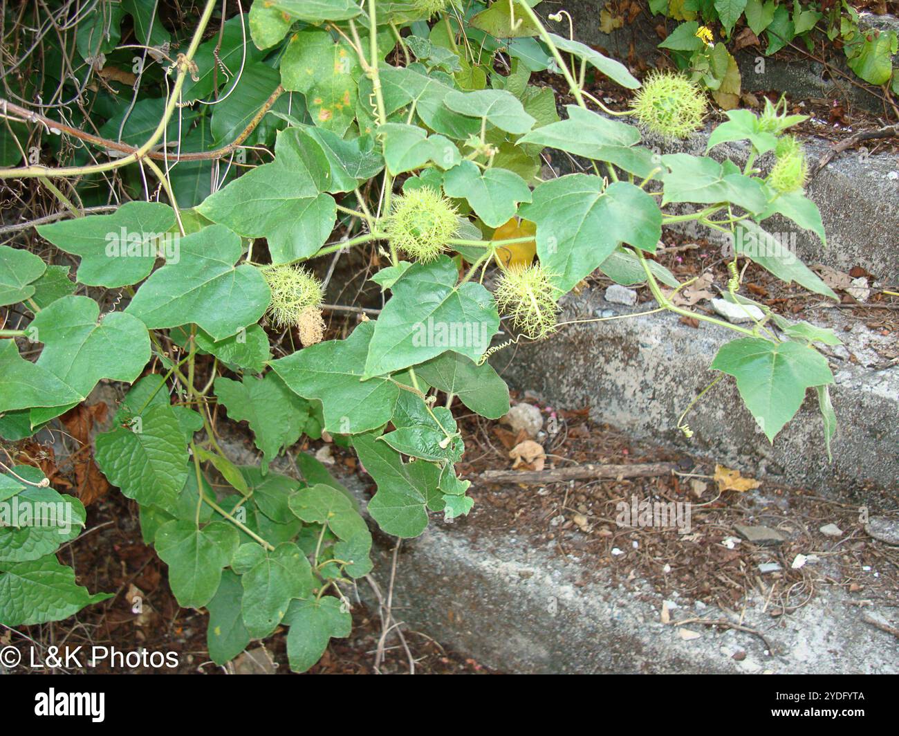 stinking passionflower (Passiflora foetida Stock Photo - Alamy
