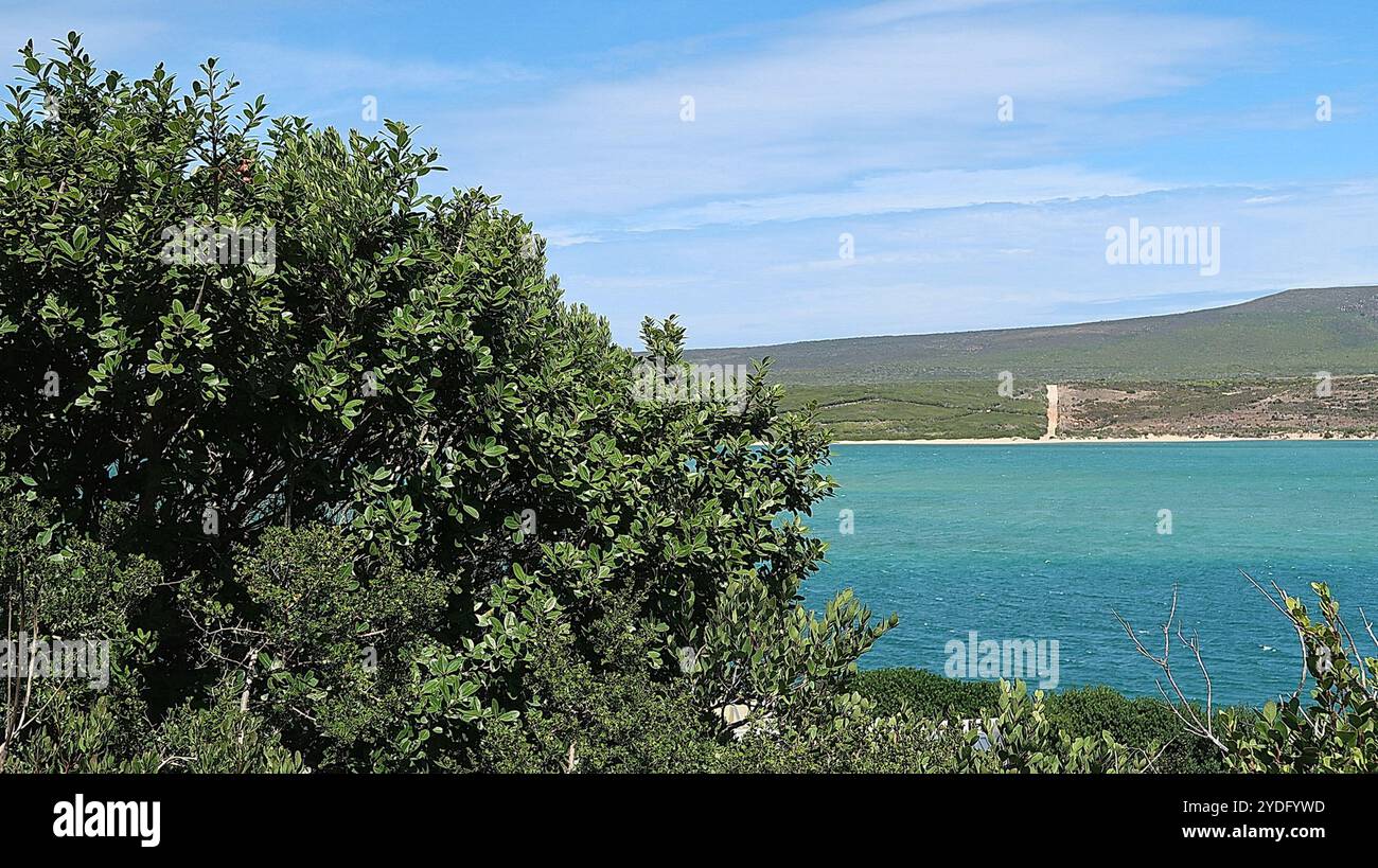 white milkwood (Sideroxylon inerme Stock Photo - Alamy