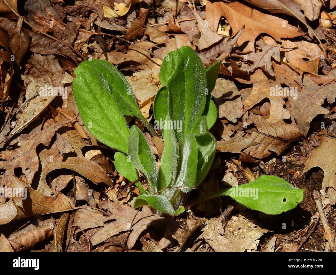 wild comfrey (Andersonglossum virginianum Stock Photo - Alamy