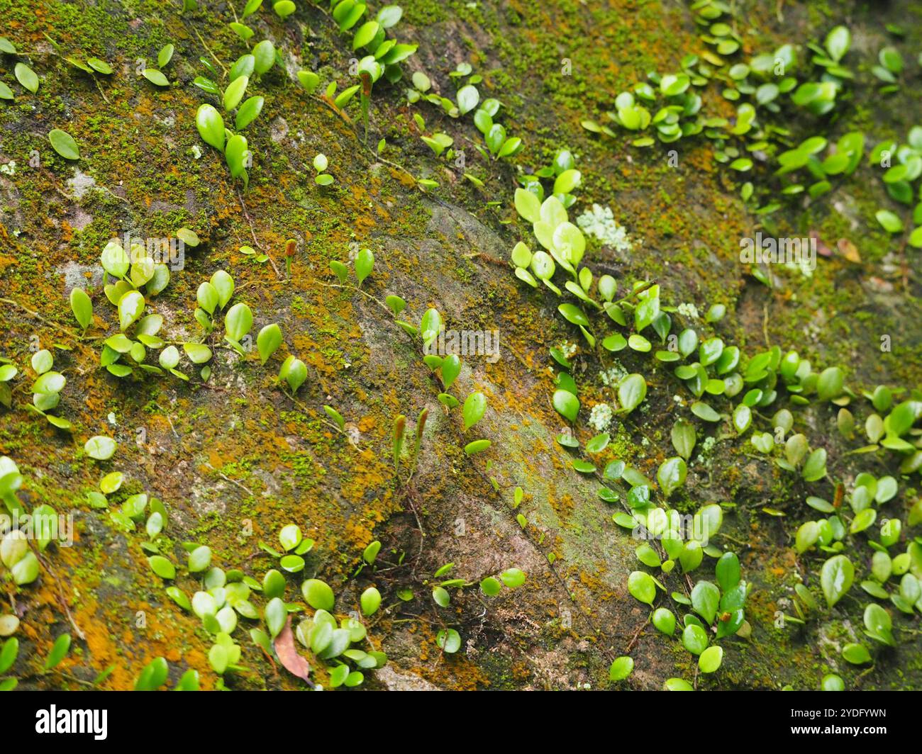Green penny fern (Lemmaphyllum microphyllum Stock Photo - Alamy