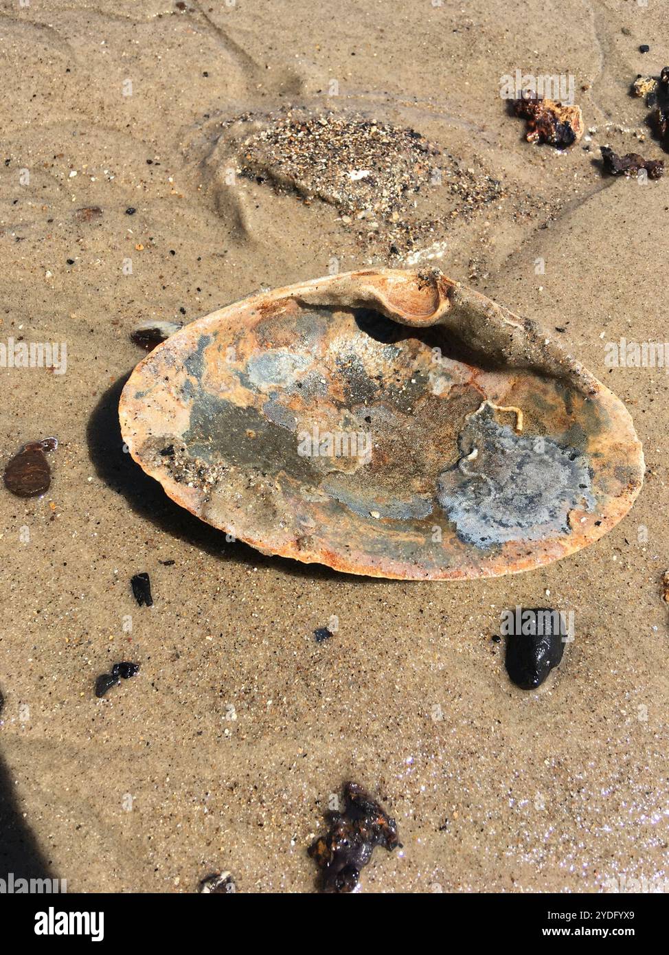 Spisula solidissima hi-res stock photography and images - Alamy