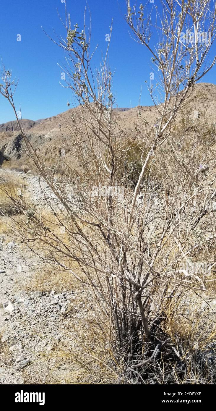 desert lavender (Condea emoryi Stock Photo - Alamy