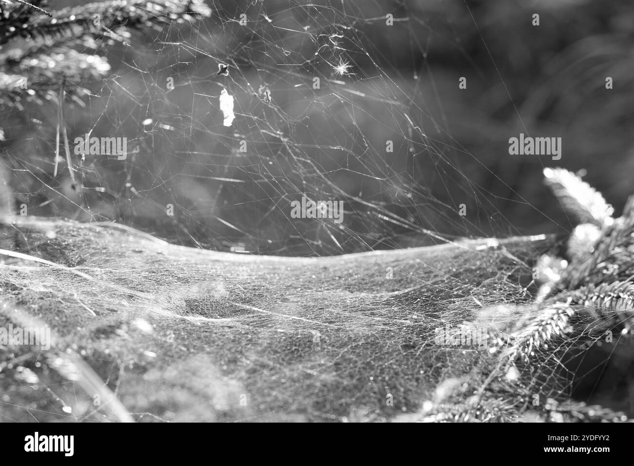 Spider web grass Black and White Stock Photos & Images - Alamy