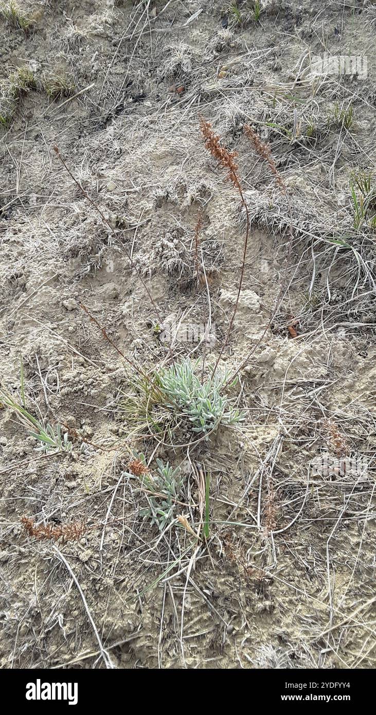 Field Sagewort (Artemisia campestris Stock Photo - Alamy