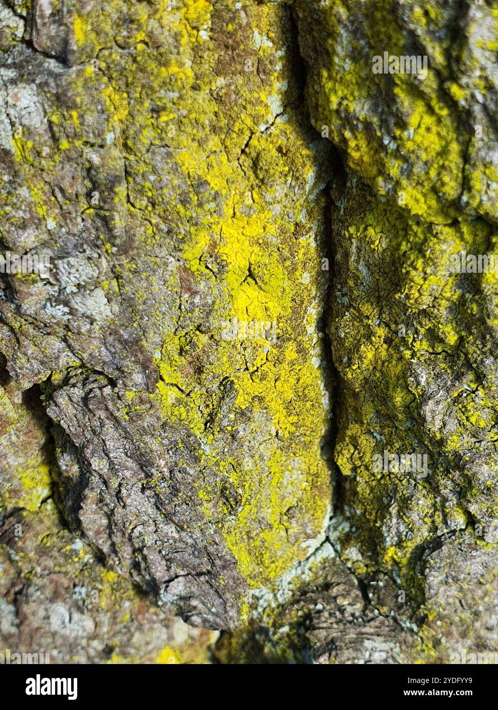 gold dust lichen (Chrysothrix candelaris Stock Photo - Alamy