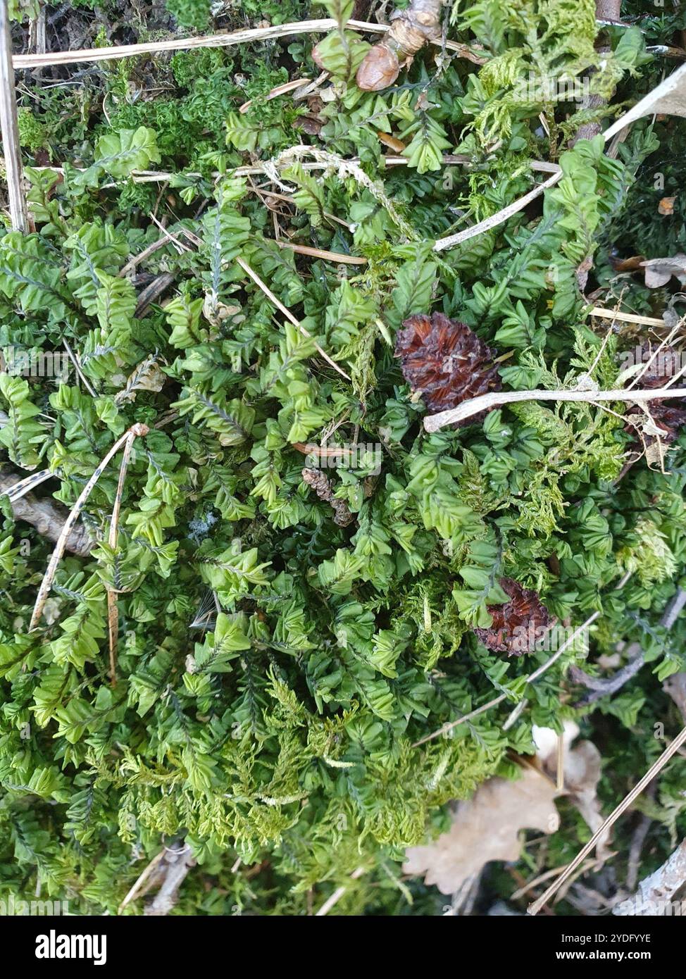 Greater Featherwort (Plagiochila asplenioides Stock Photo - Alamy