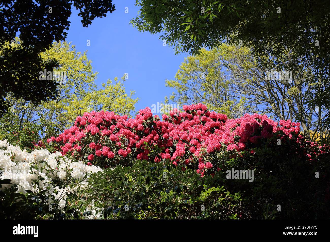 Natural colourful flowering shrubs hi-res stock photography and images ...