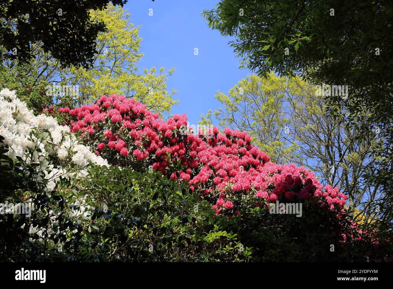 Natural colourful flowering shrubs hi-res stock photography and images ...