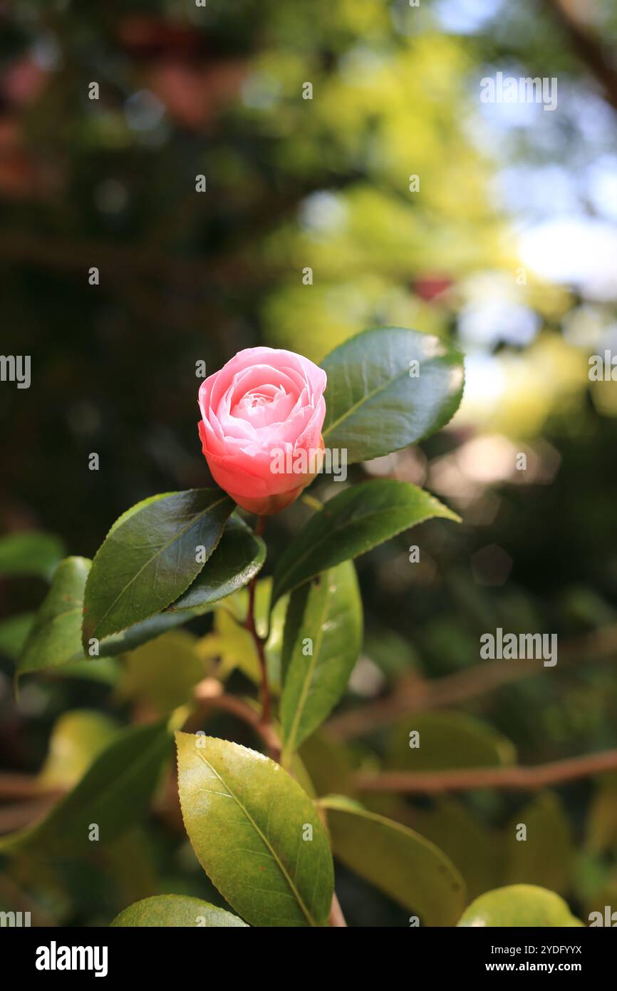 Pink camelia flowering shrub in garden, Sandling, Hythe, Kent, England ...