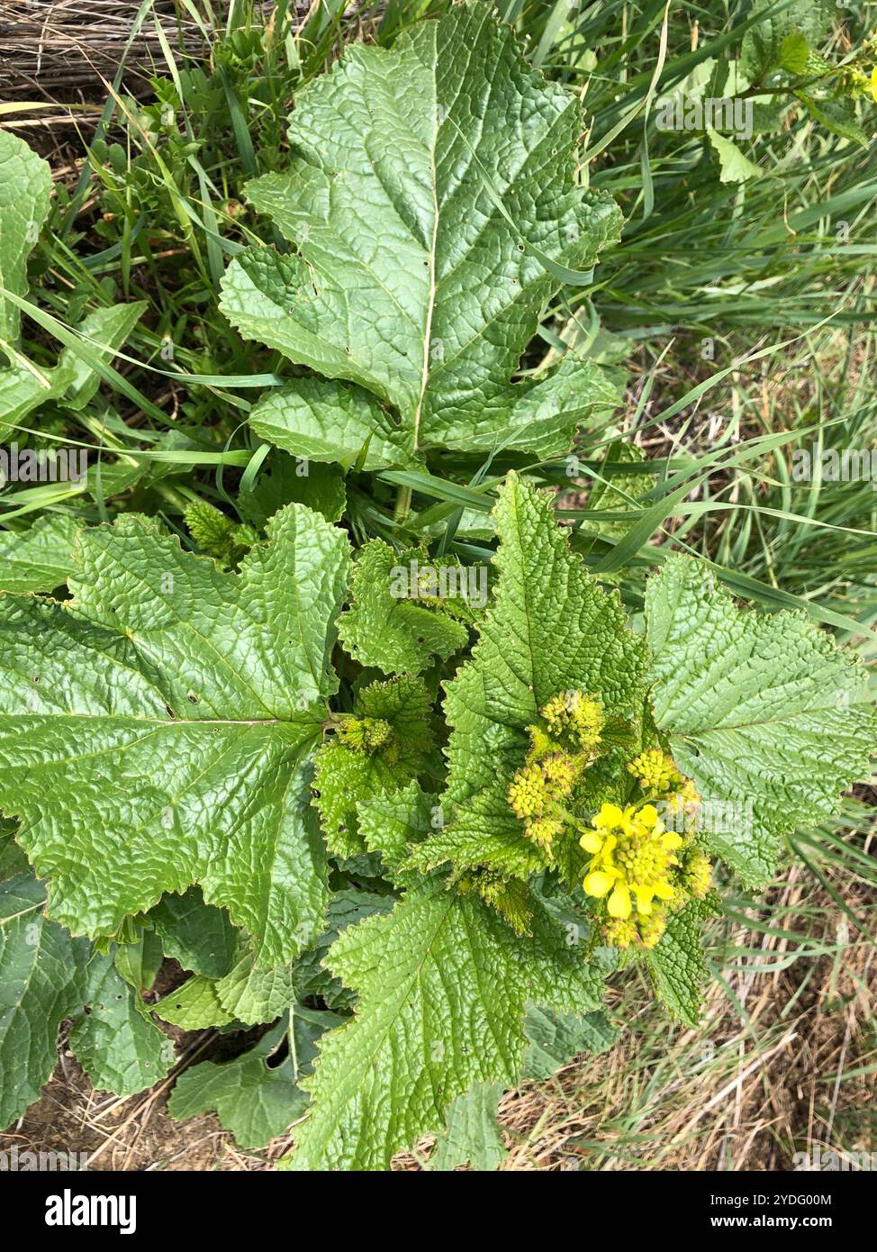 charlock (Mutarda arvensis Stock Photo - Alamy