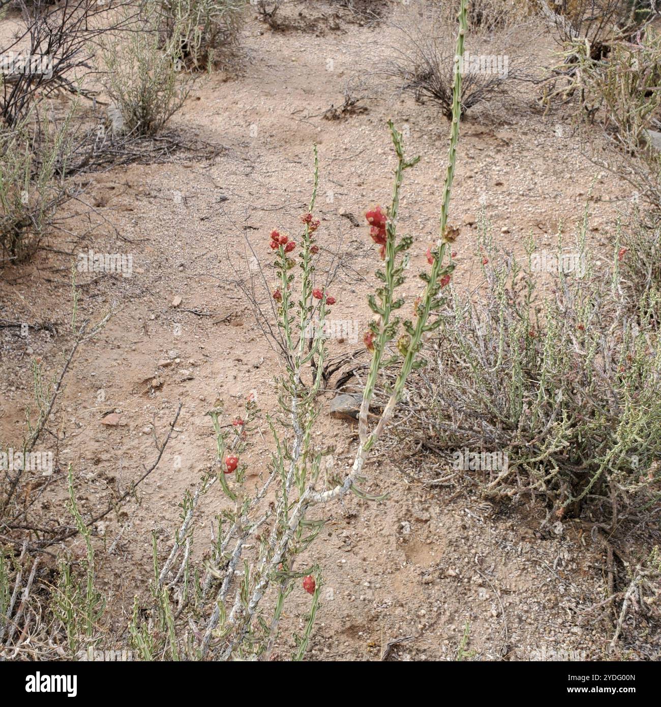 Christmas cholla (Cylindropuntia leptocaulis Stock Photo - Alamy