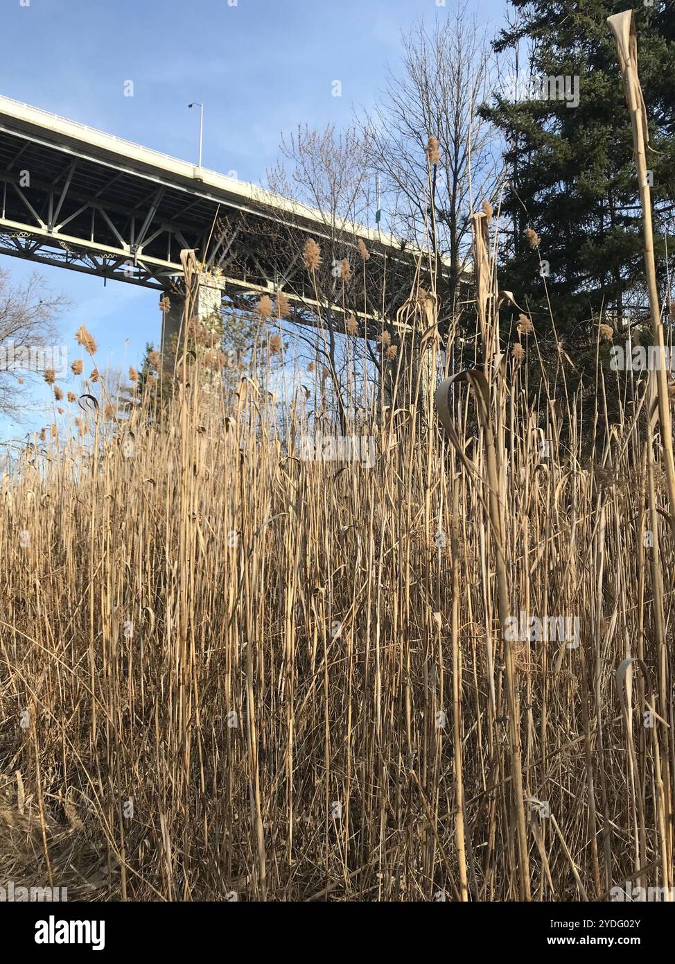 European reed (Phragmites australis australis Stock Photo - Alamy