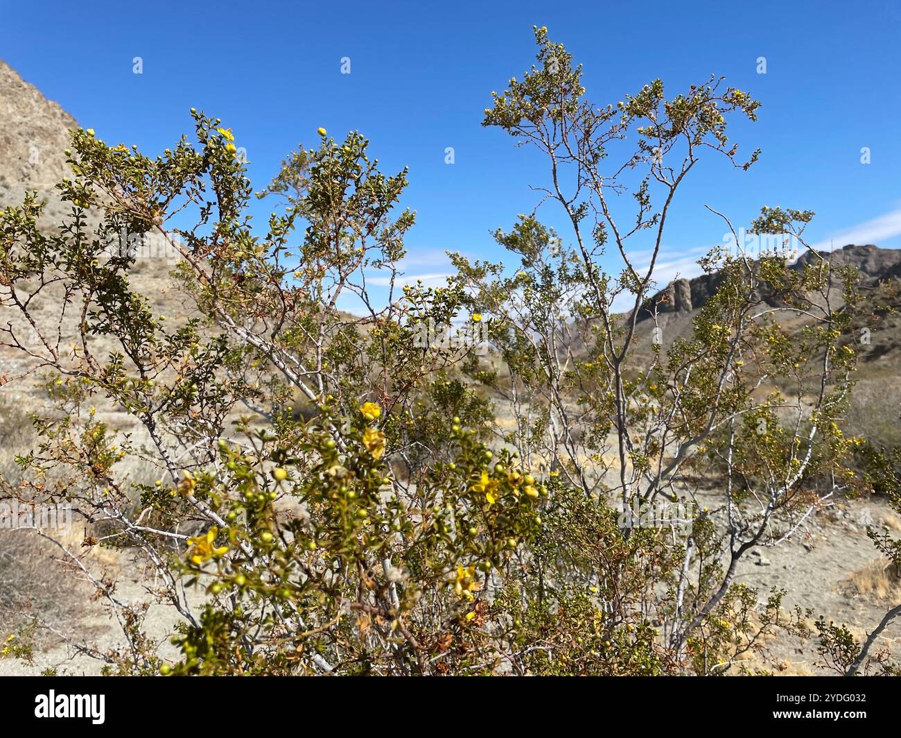 Creosote Bush (Larrea tridentata Stock Photo - Alamy