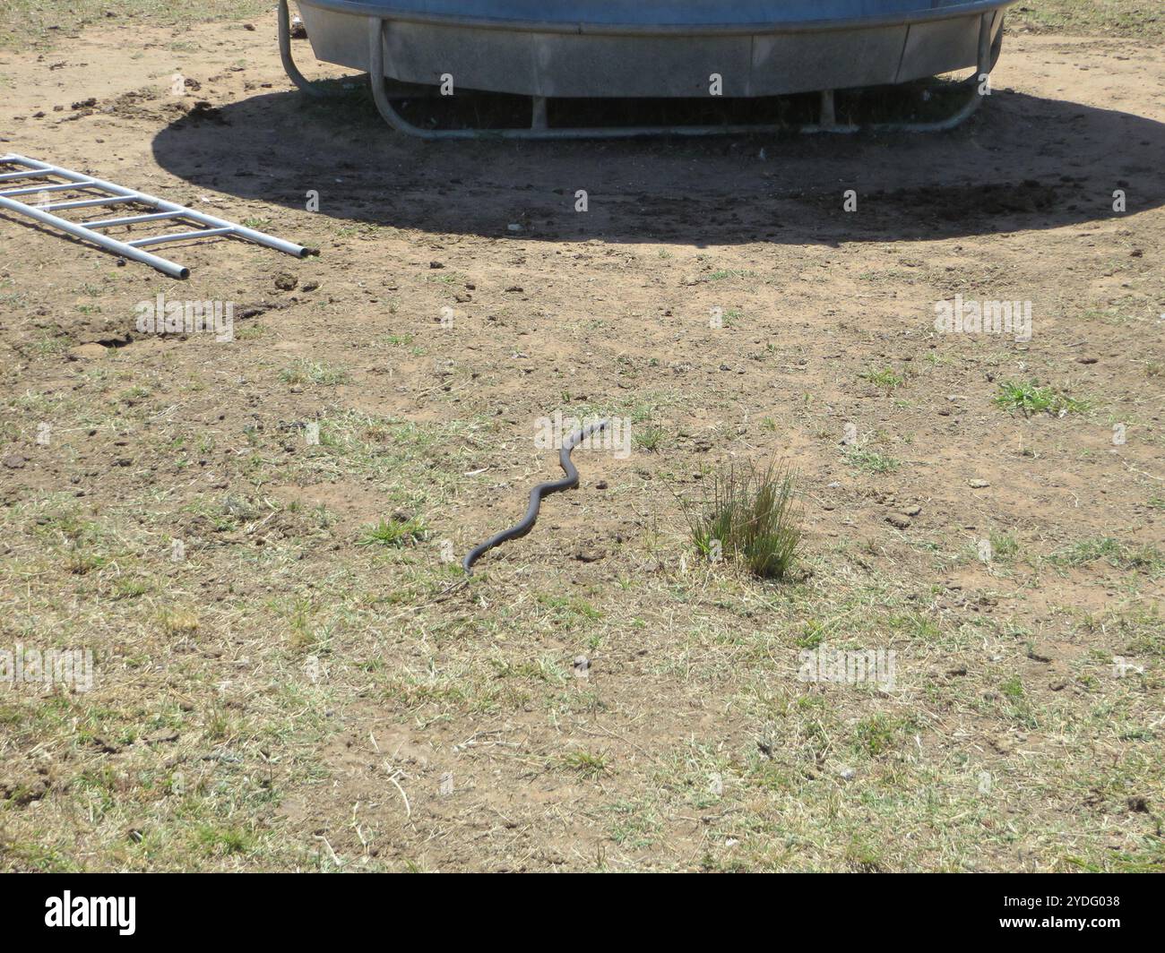 Australian Black Snakes (Pseudechis Stock Photo - Alamy
