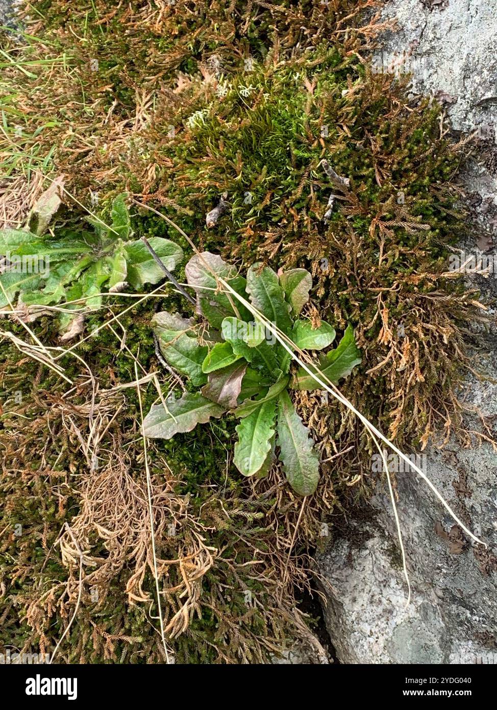 Common Cat's-ear (Hypochaeris radicata Stock Photo - Alamy