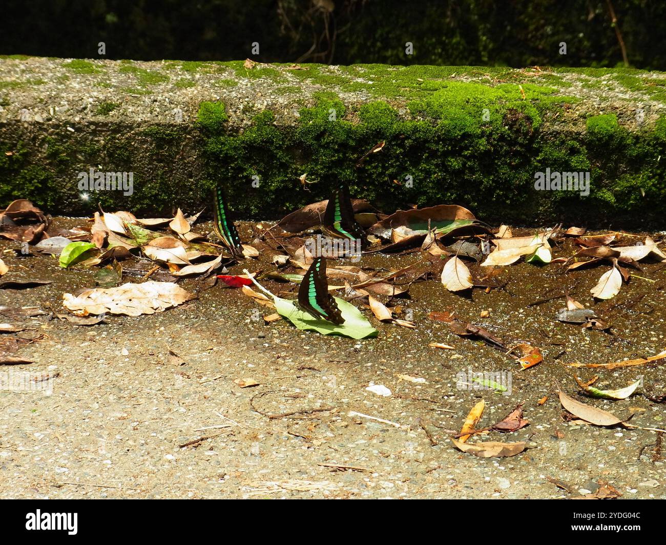 Japanese Common Bluebottle (Graphium sarpedon nipponum Stock Photo - Alamy