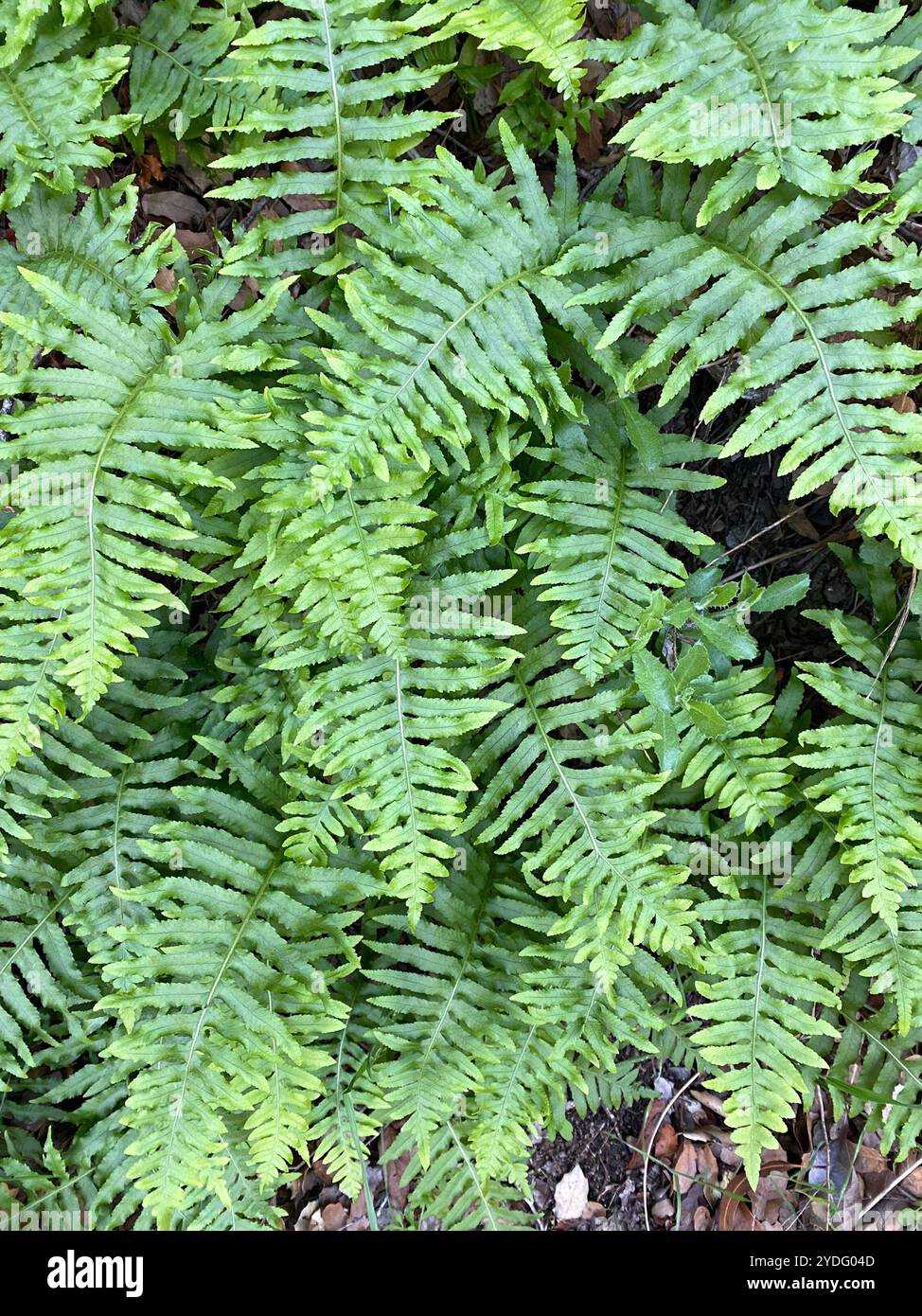 California Polypody (Polypodium californicum Stock Photo - Alamy