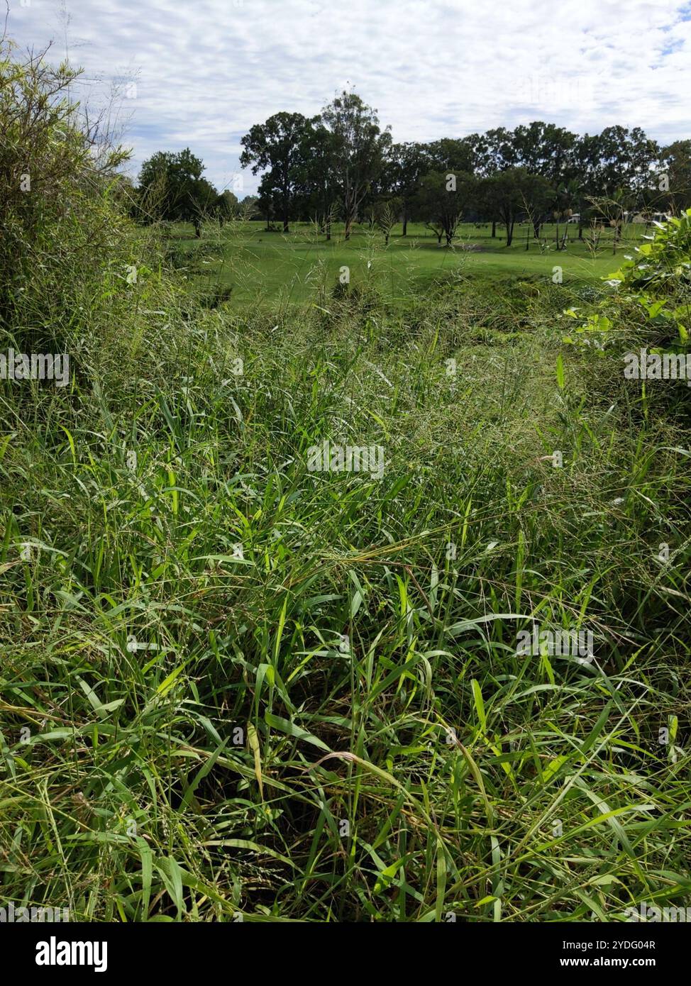 Megathyrsus maximus hi-res stock photography and images - Alamy